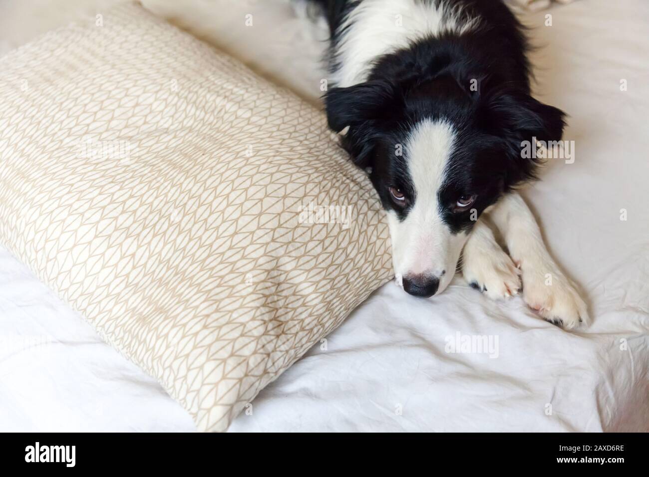 Border collie sleeping in bed hi-res stock photography and images - Alamy