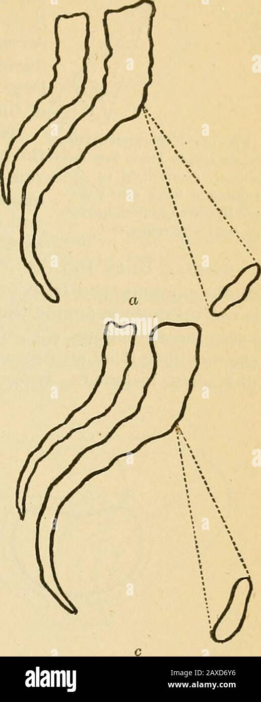 Practical midwifery; handbook of treatment . Fig. 72.—Calculation of ...