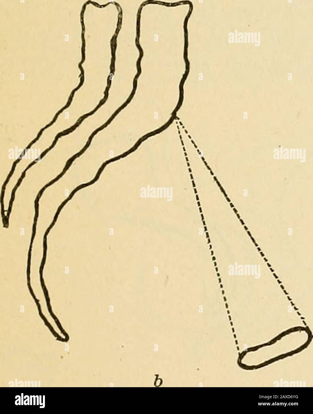 Stoutness hi-res stock photography and images - Alamy