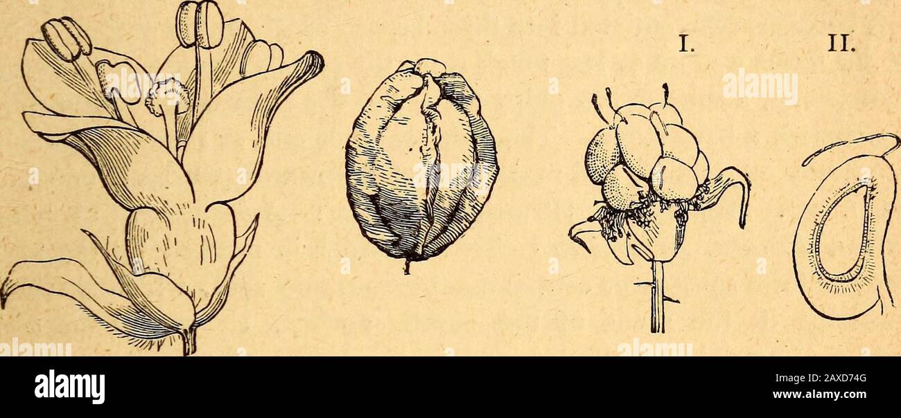 Text-book of structural and physiological botany . , and re-maining dry ...