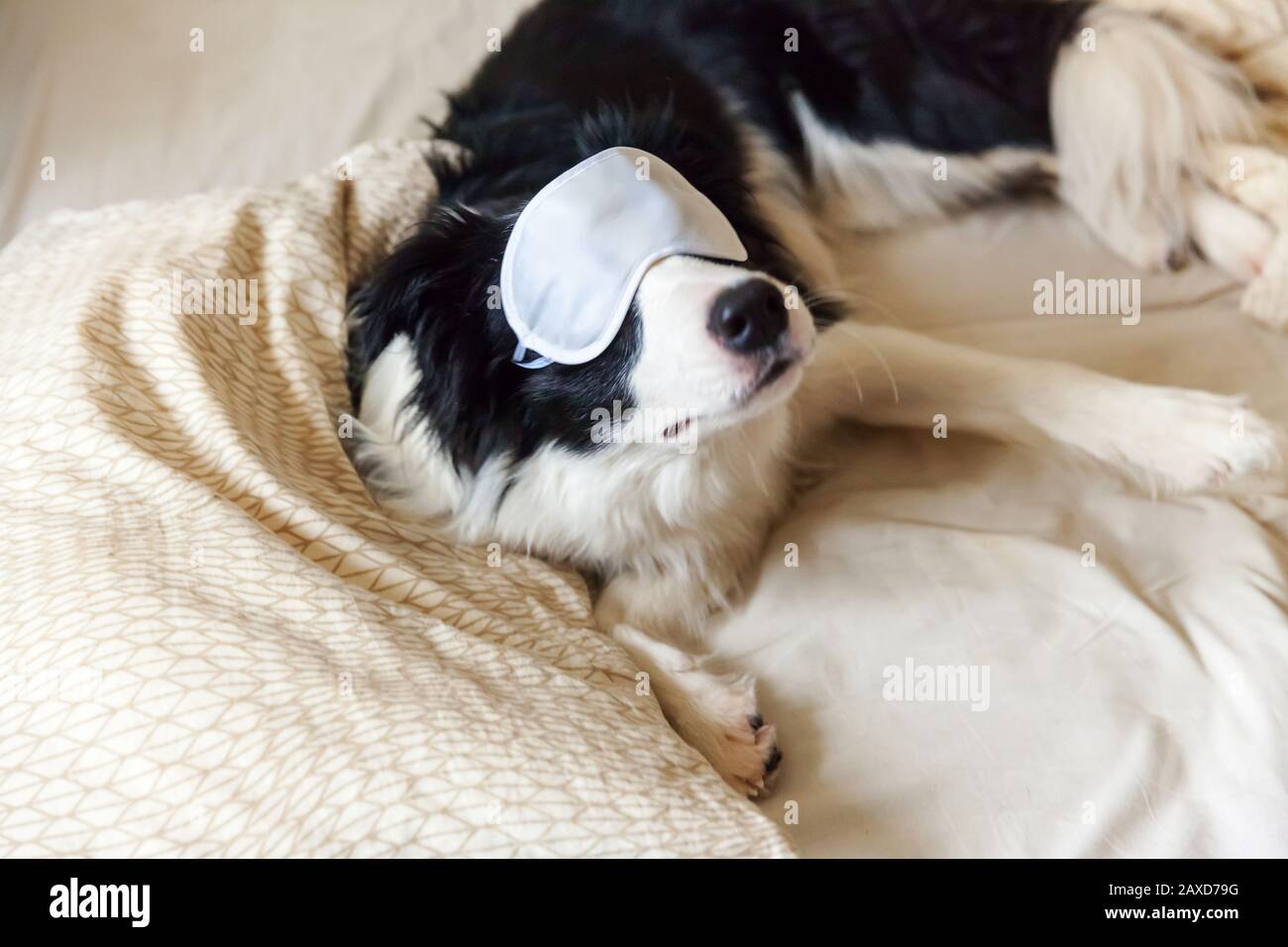 Do not disturb me let me sleep. Funny puppy border collie with sleeping ...