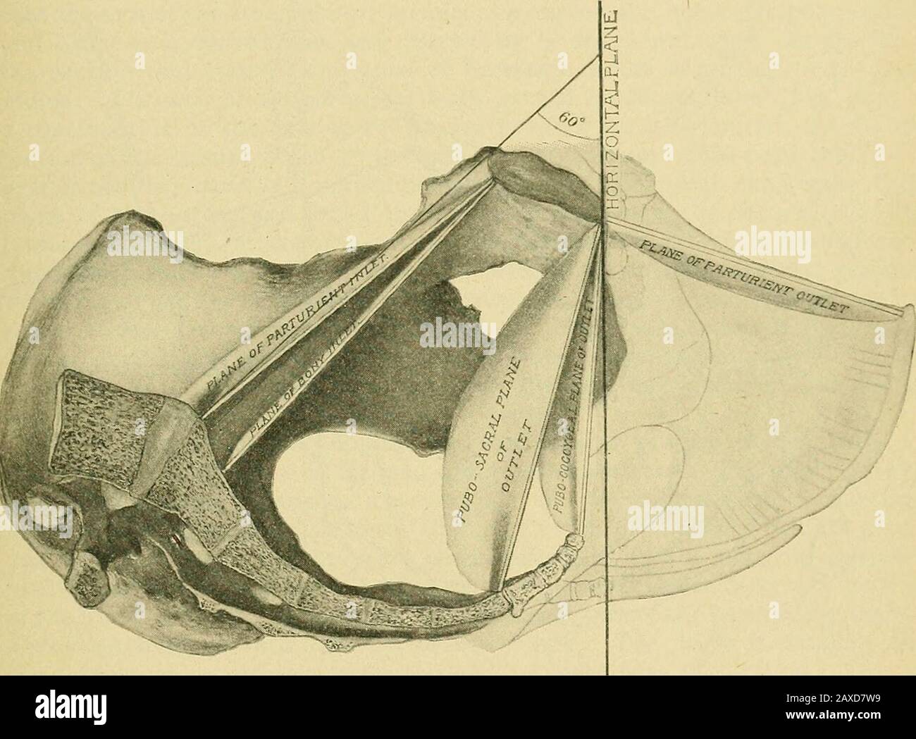 Ischial ramus hi-res stock photography and images - Alamy