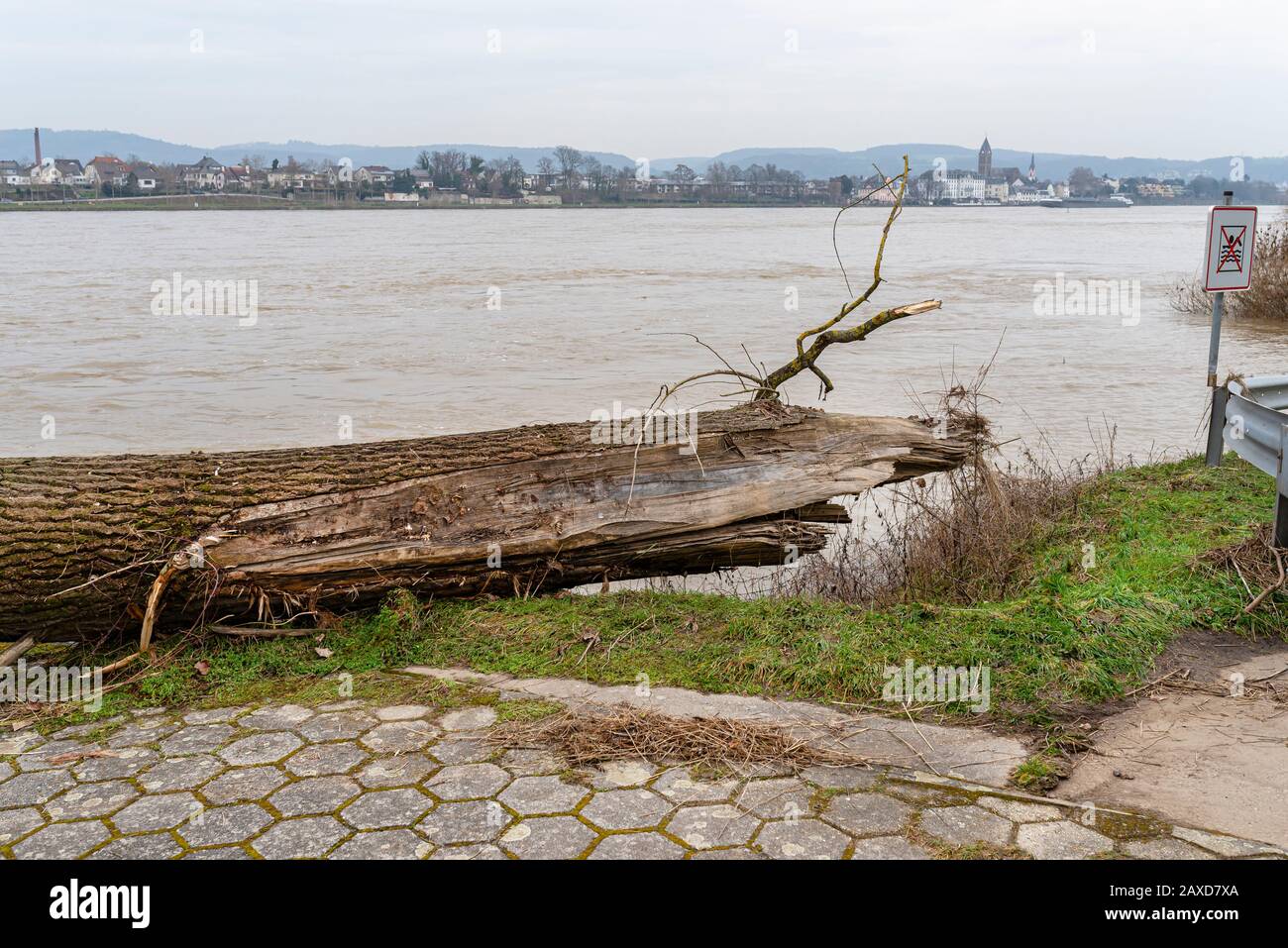A huge tree branch washed ashore during a flood in western Germany. The ...