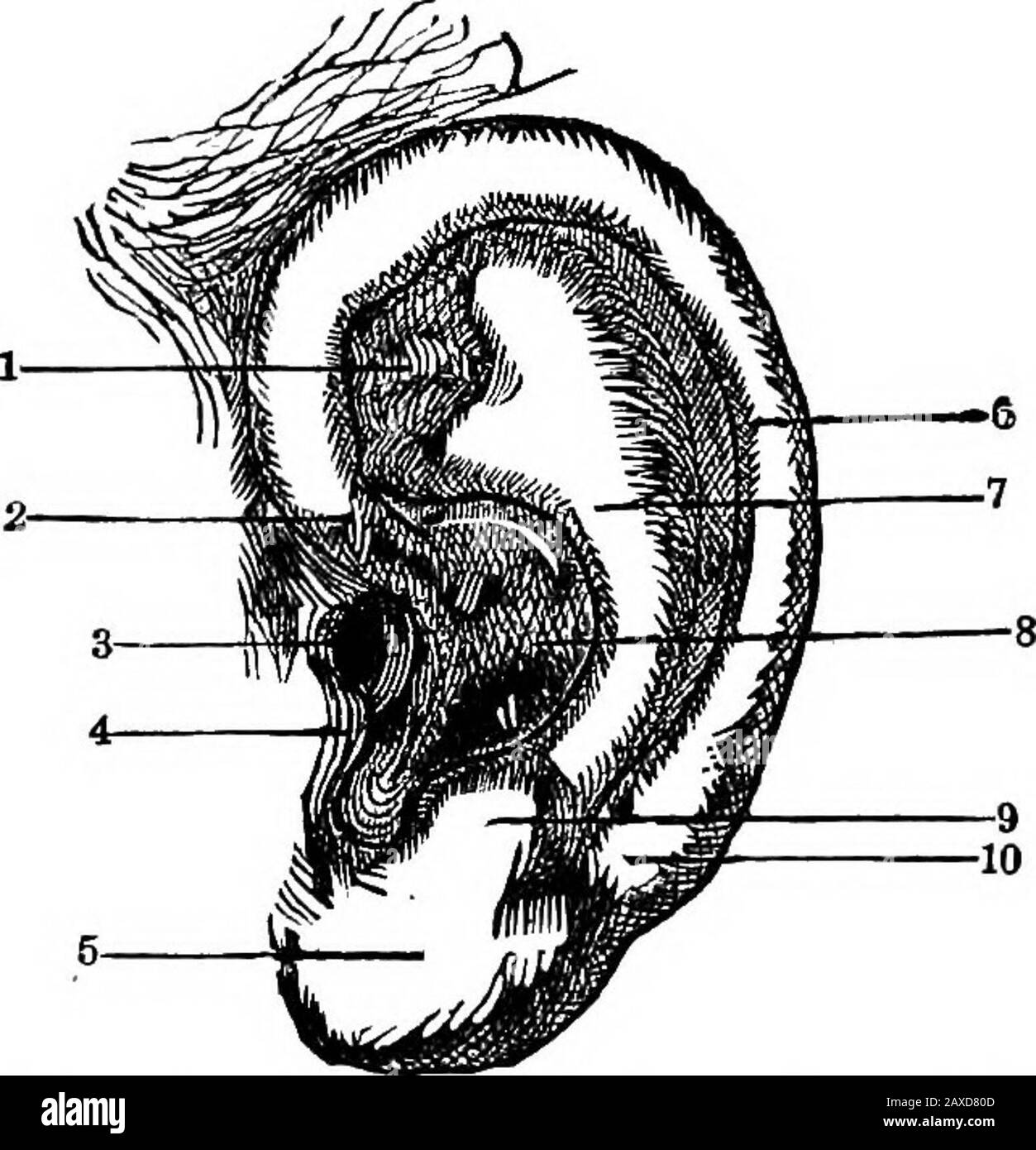 Scientific amusements . part of canal. 17. Wax glands. 18. Lobule.19 ...