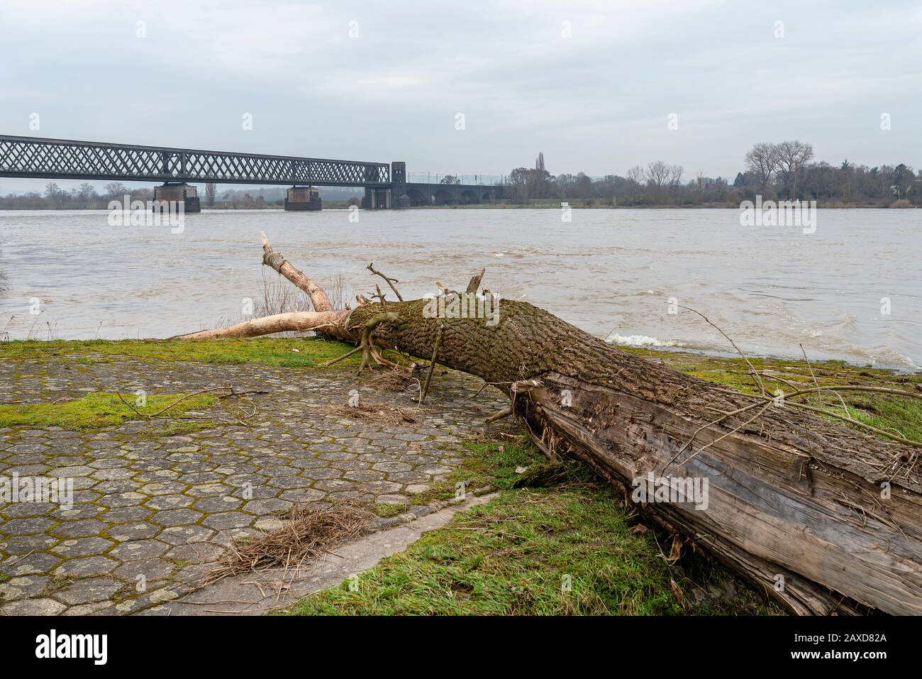 A huge tree branch washed ashore during a flood in western Germany. The ...