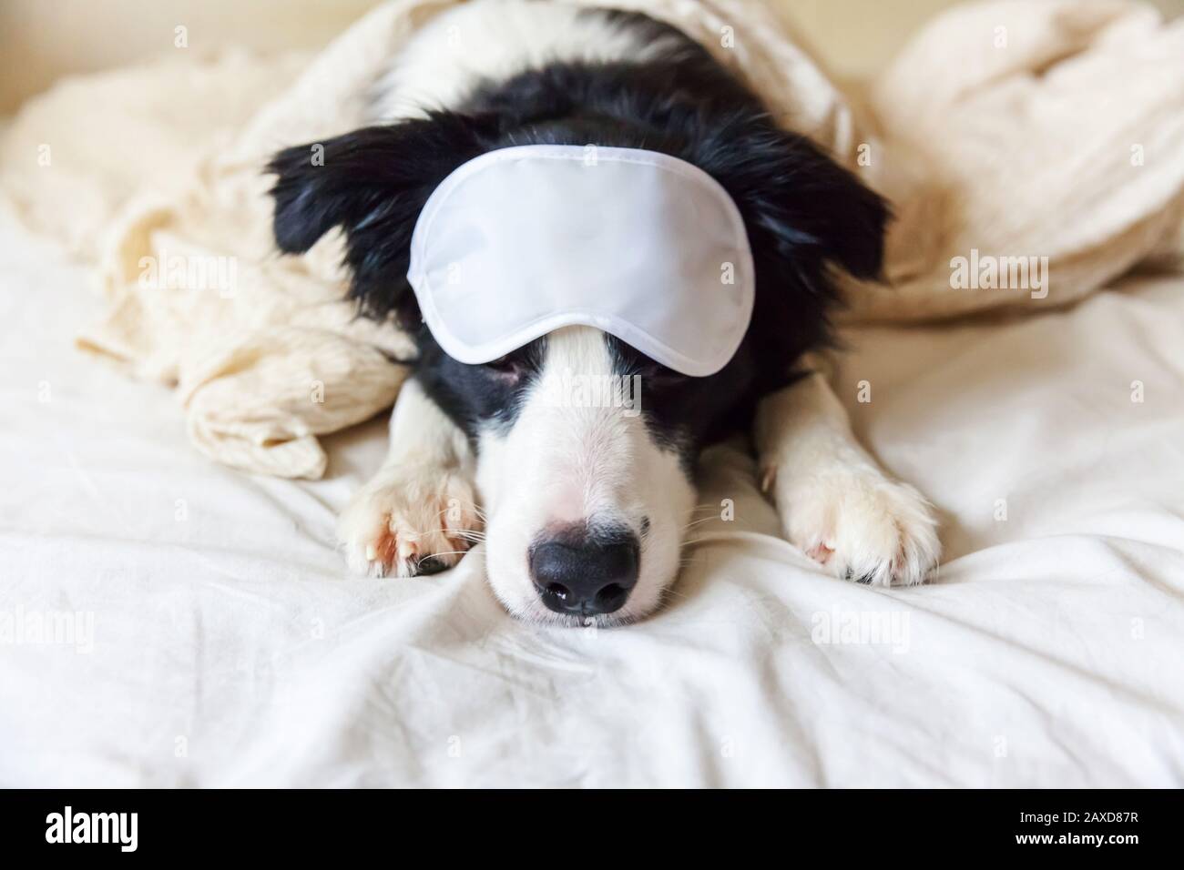 Border collie sleeping in bed hi-res stock photography and images - Alamy