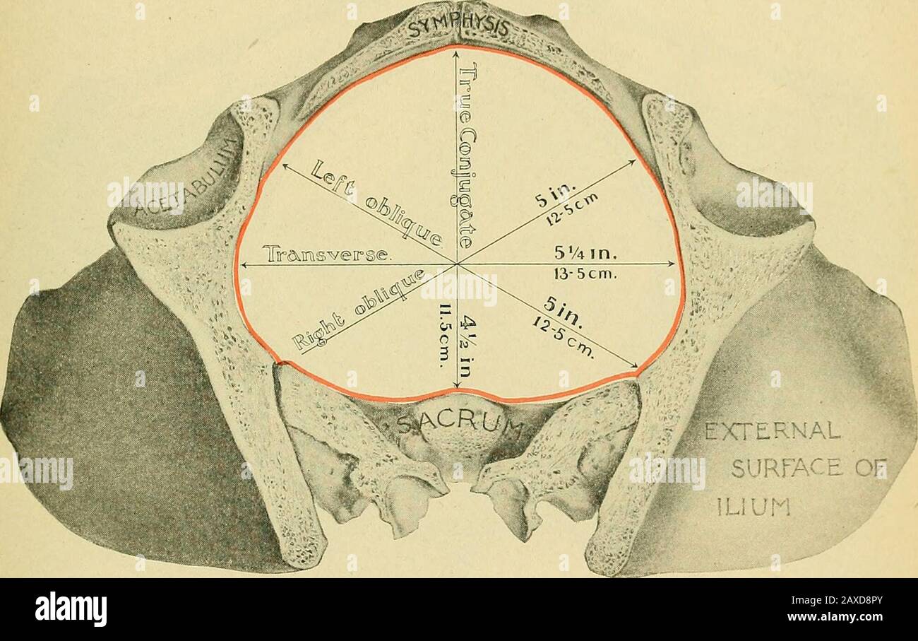 Pelvic surface hi-res stock photography and images - Alamy
