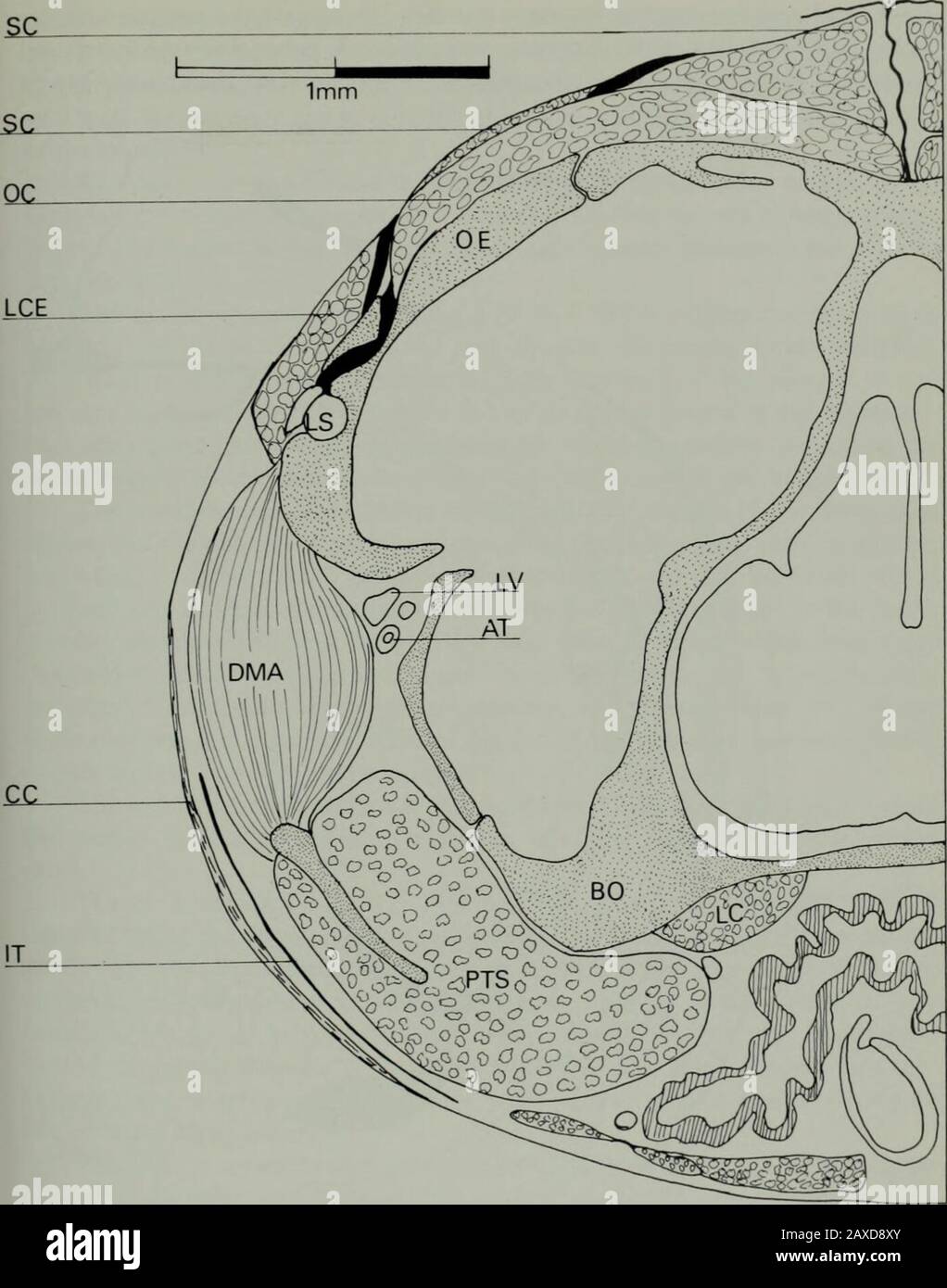 Annals of the South African MuseumAnnale van die Suid-Afrikaanse Museum ...