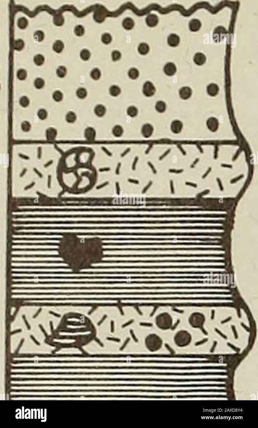 Coniacian hi-res stock photography and images - Alamy