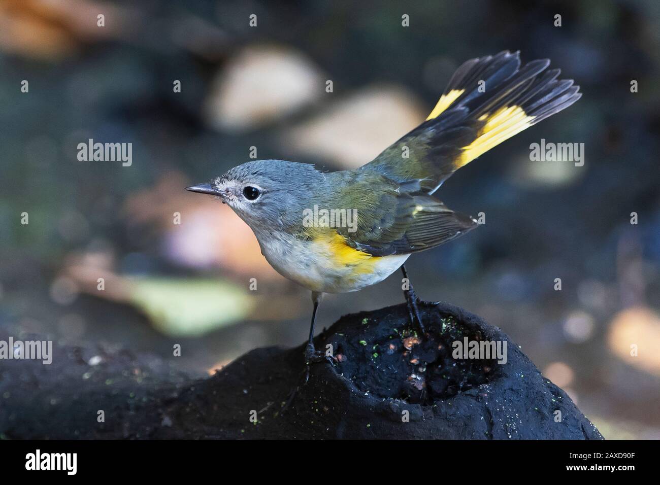 American redstart in autumn migration Stock Photo - Alamy