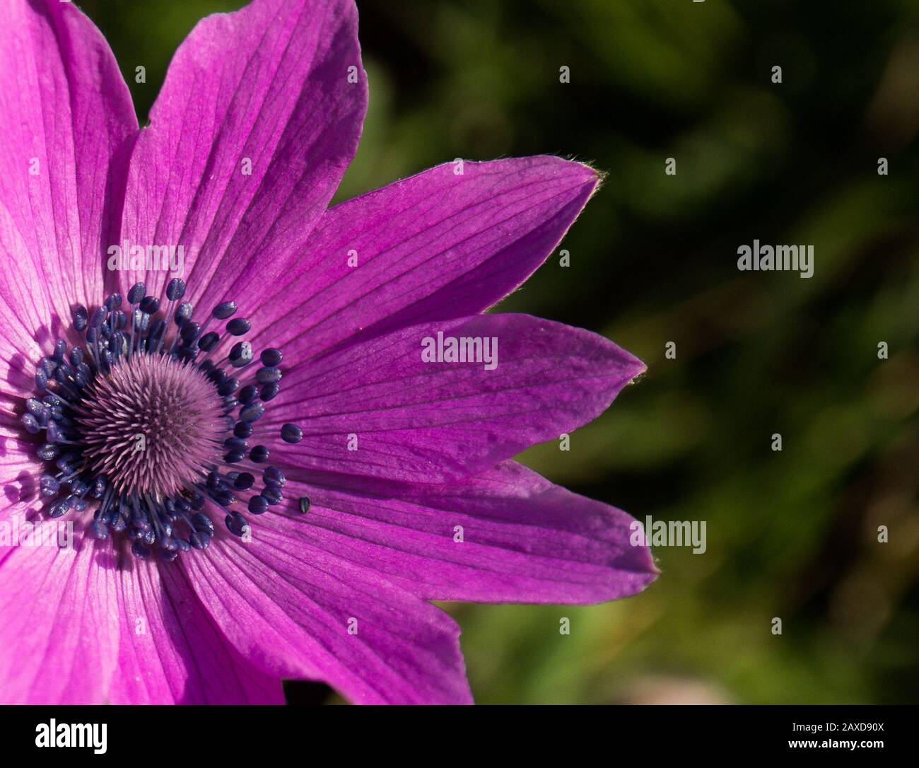 Macro image of a pink wild spring flower showing petals and stamens ...