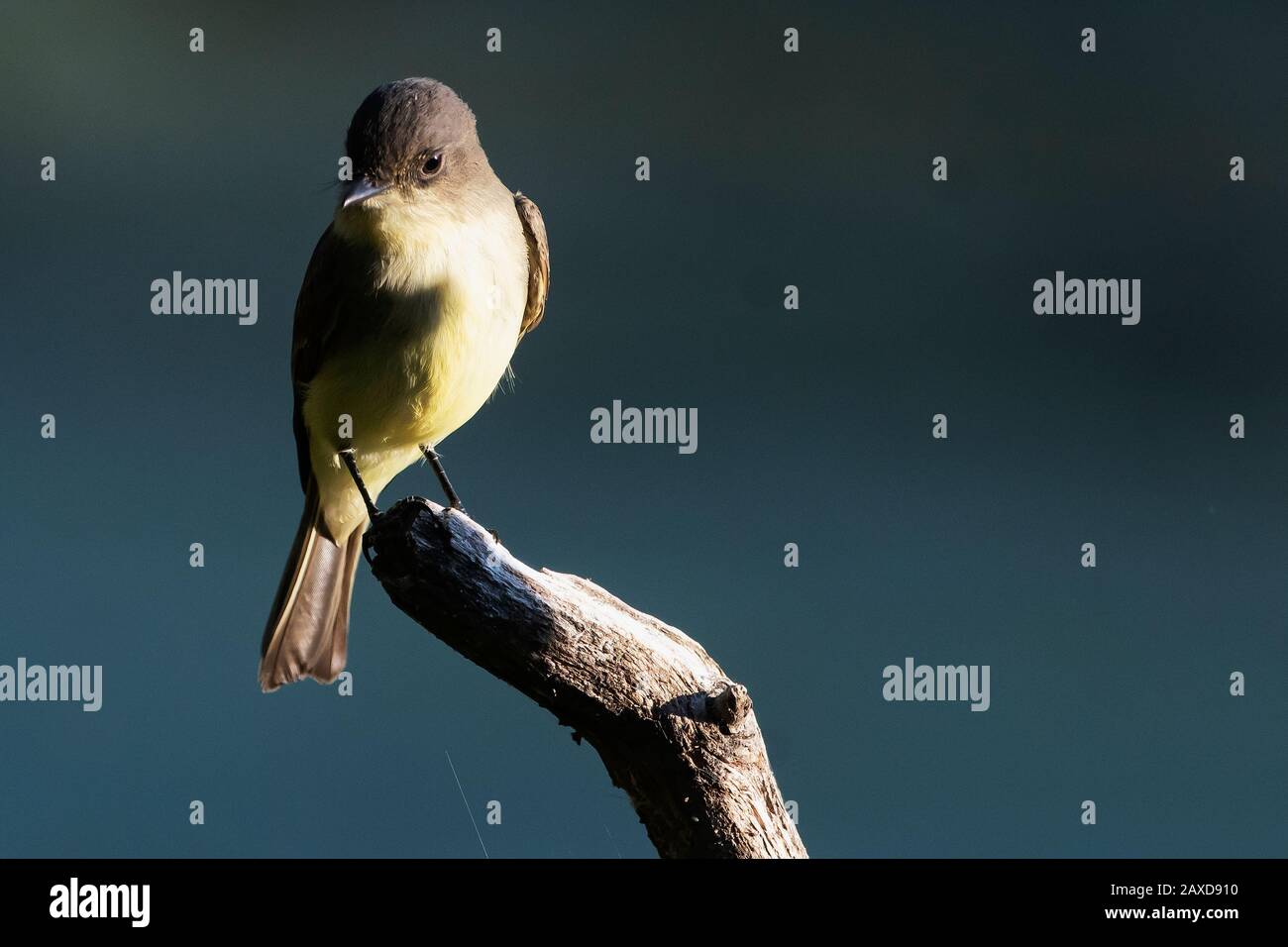 Eastern phoebe hi-res stock photography and images - Alamy