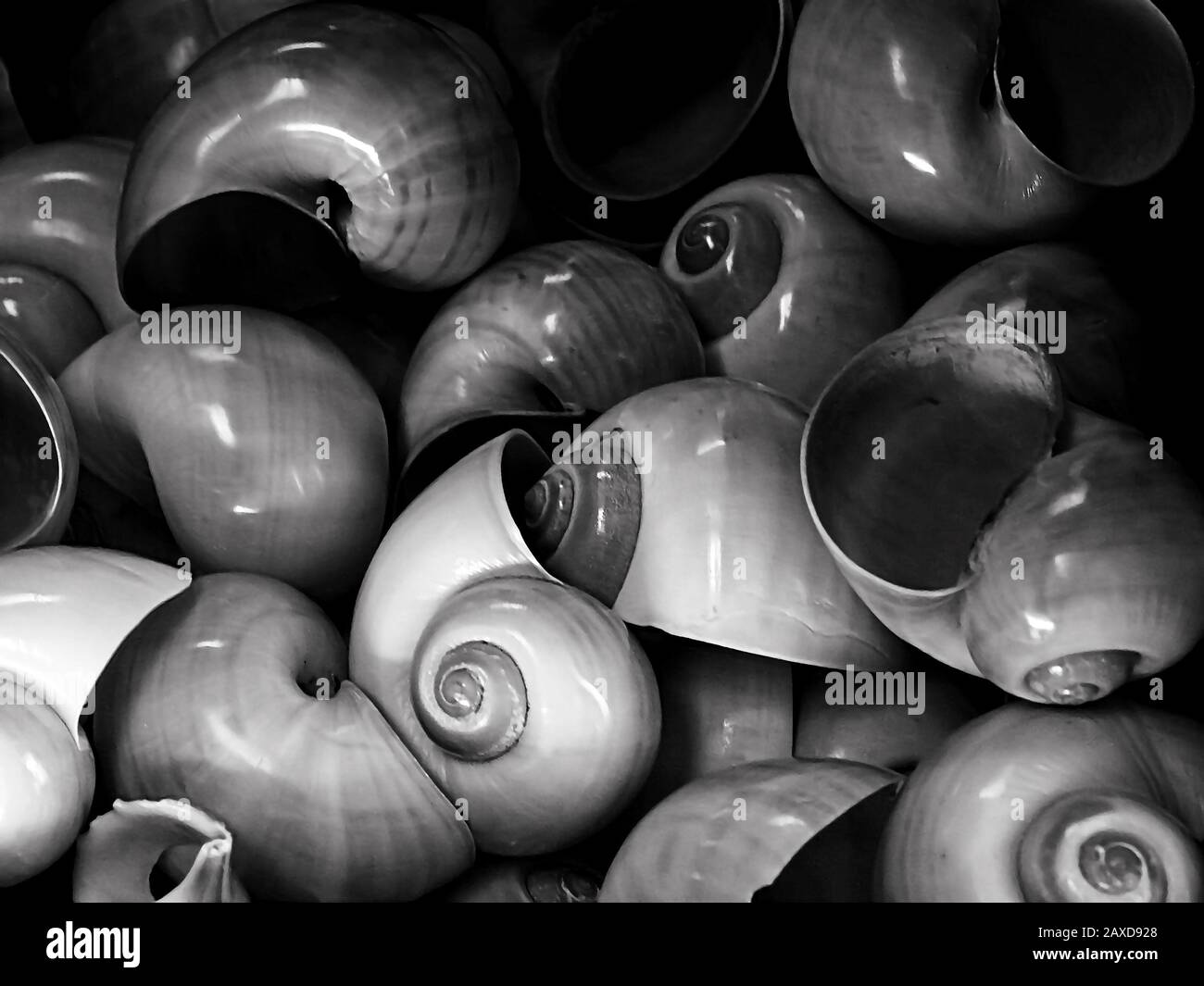 Bunch of colorful moon shells Stock Photo - Alamy
