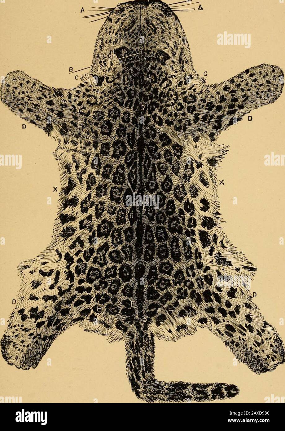 Colouration in animals and plants . CO ^. Fig. 9.—Leopard.The pattern ...