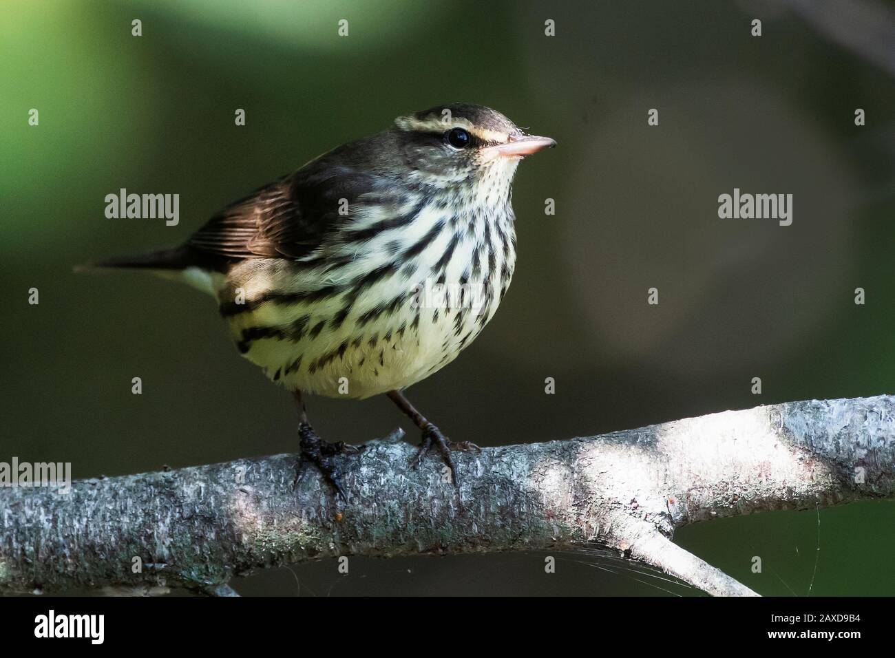 Waterthrush birds songbirds hi-res stock photography and images - Alamy
