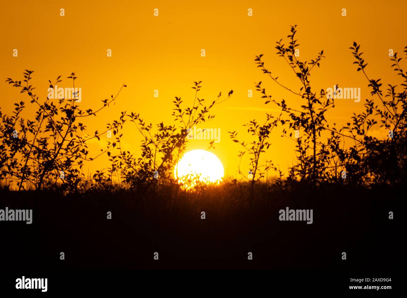 Scenic view silhouettes treetops hi-res stock photography and images ...
