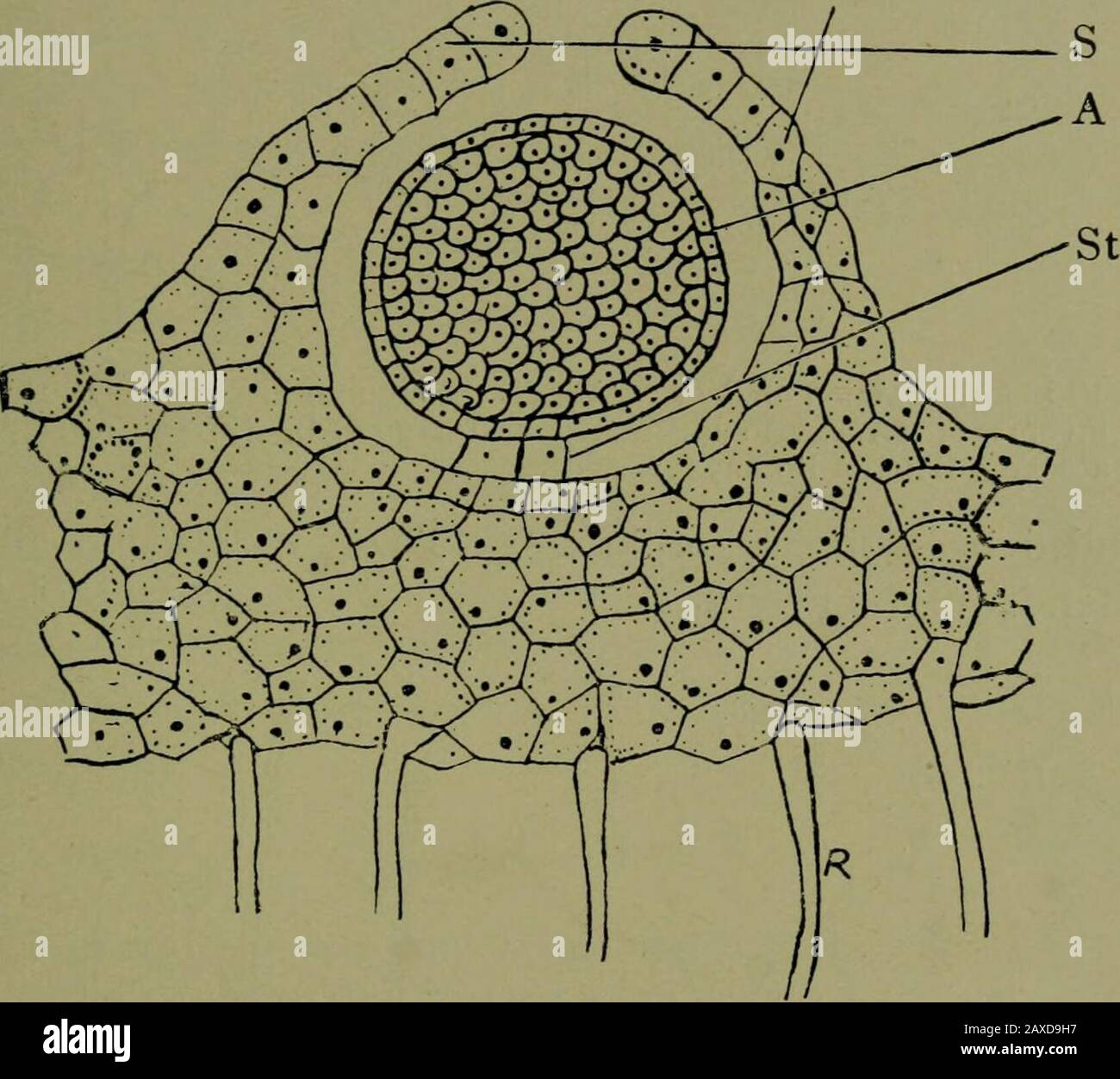 Sperm Cell Under Microscope