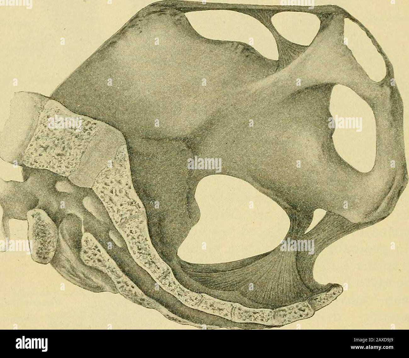 Pectineal line hi-res stock photography and images - Alamy