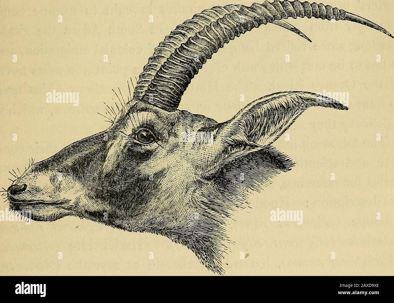 Caution springbok hi-res stock photography and images - Alamy