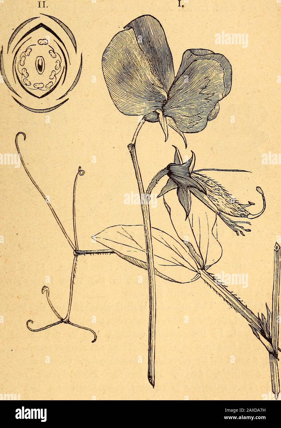 Endosperm lotus hi-res stock photography and images - Alamy