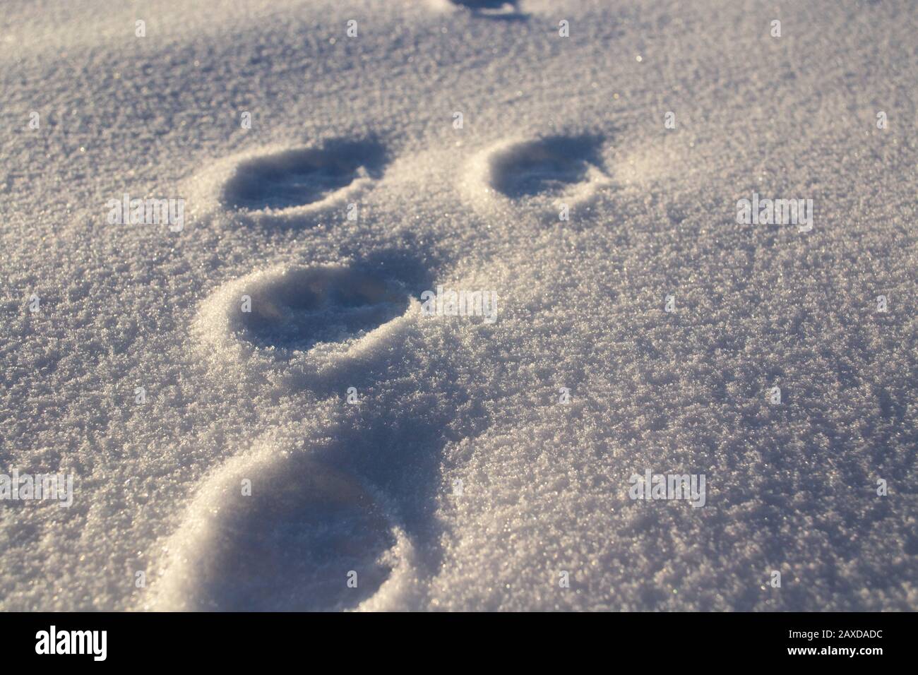 Bunny prints in the Snow Stock Photo - Alamy