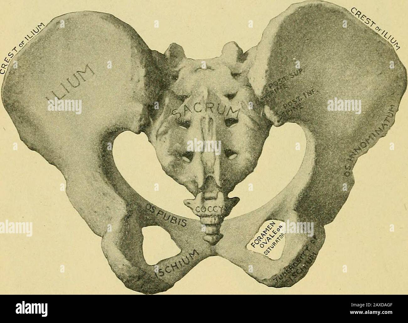 Sacro iliac joint hi-res stock photography and images - Alamy