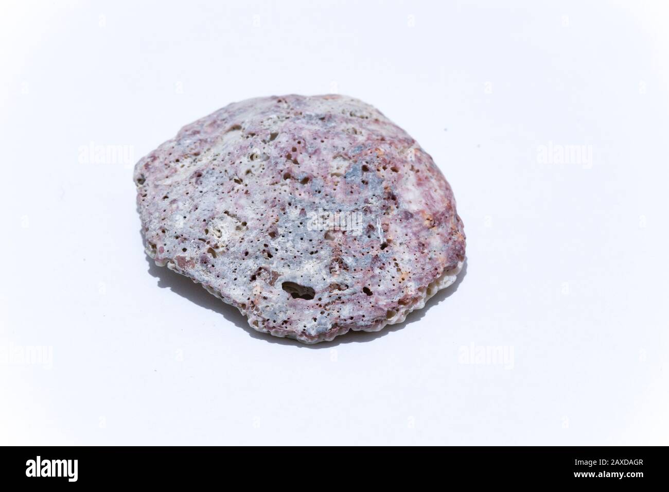 Porous seashell. Its shape is not smooth and it is deformed Stock Photo ...