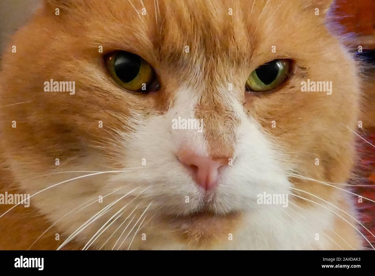 Portrait red cat close hi-res stock photography and images - Alamy