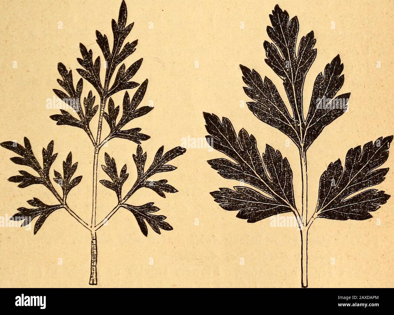 Text-book of structural and physiological botany . Fig. 512.—I. Fruit ...