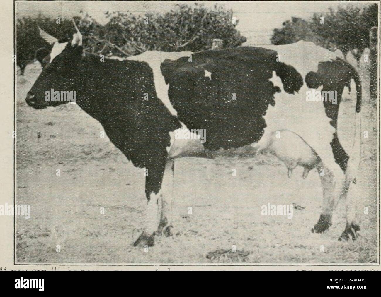 Got Milk Cow Commercial