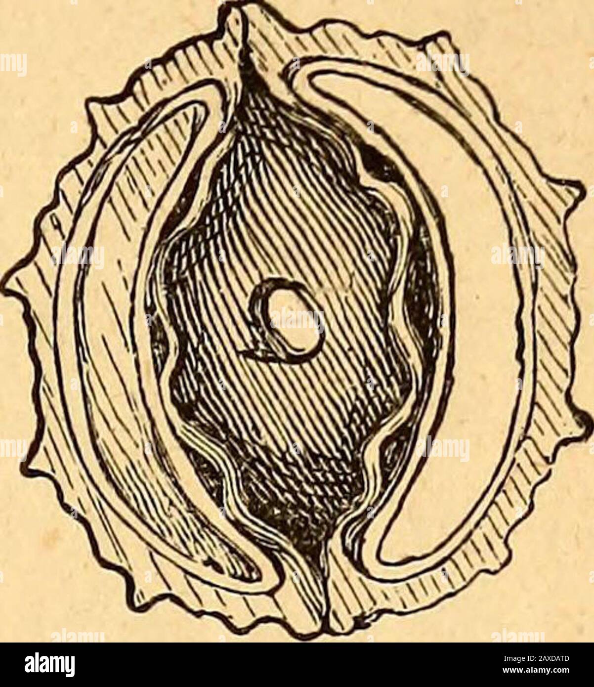Schizocarp hi-res stock photography and images - Alamy