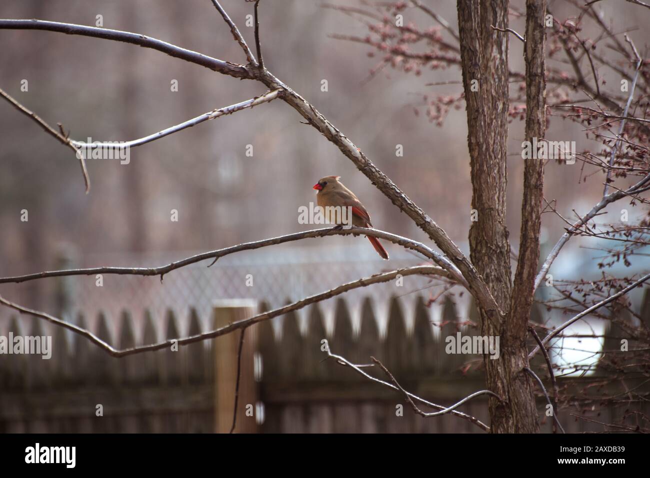 Female Northern Cardinal in backyard during the winter days Stock Photo ...