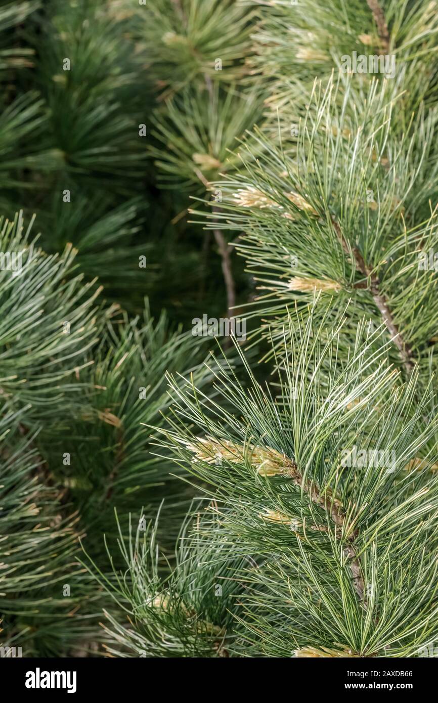 Fluffy pine tree branches. Natural green background Stock Photo - Alamy