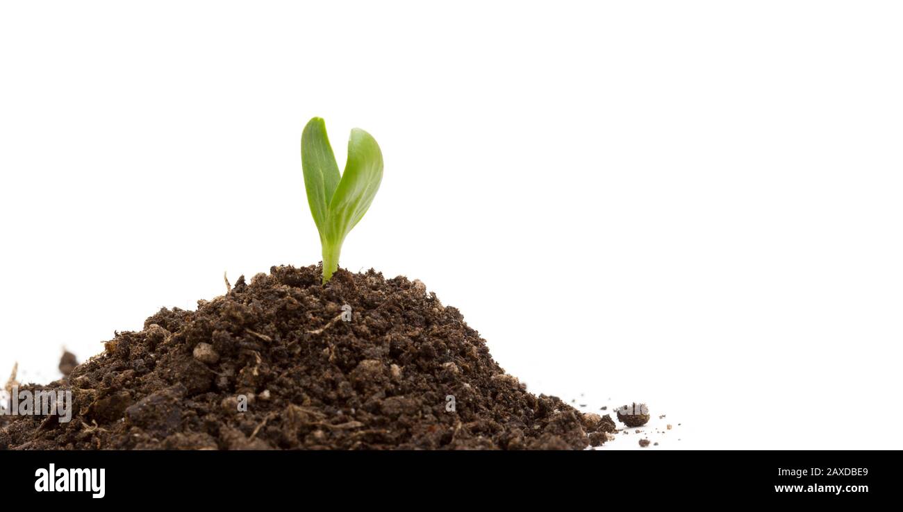 newly emerged plant sprouts from soil on a white background Stock Photo ...
