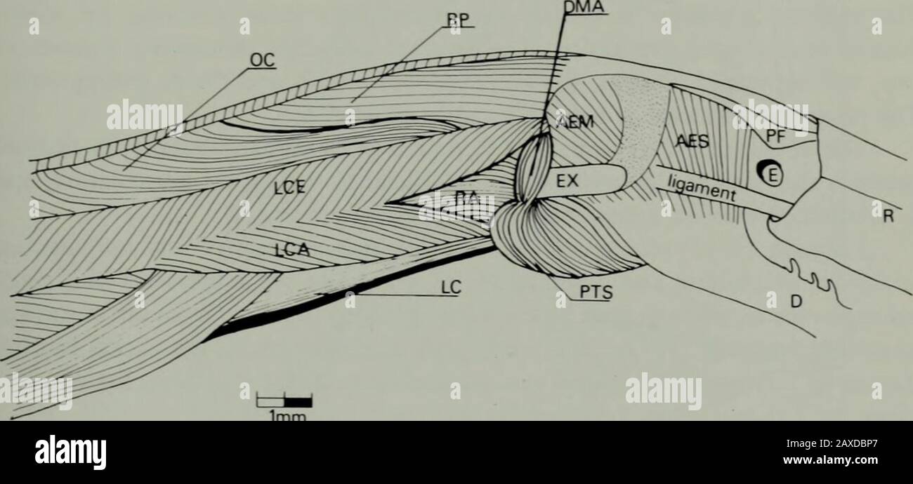 Posterior arch of atlas hi-res stock photography and images - Alamy