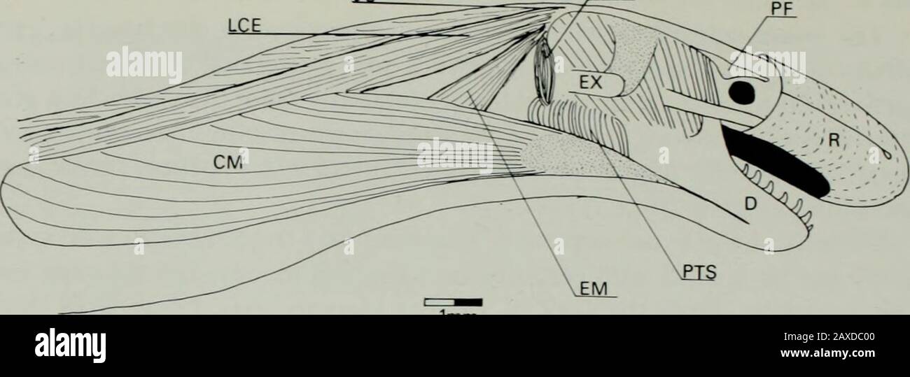 First cervical vertebrae hi-res stock photography and images - Alamy