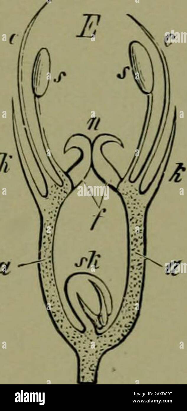 Plants and their ways in South Africa . Fig. 194.—Diagrams to ...