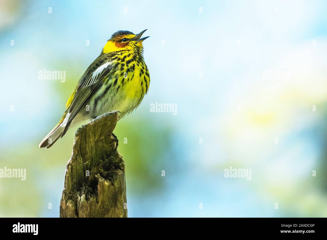 Cape may warbler singing during spring migration Stock Photo - Alamy