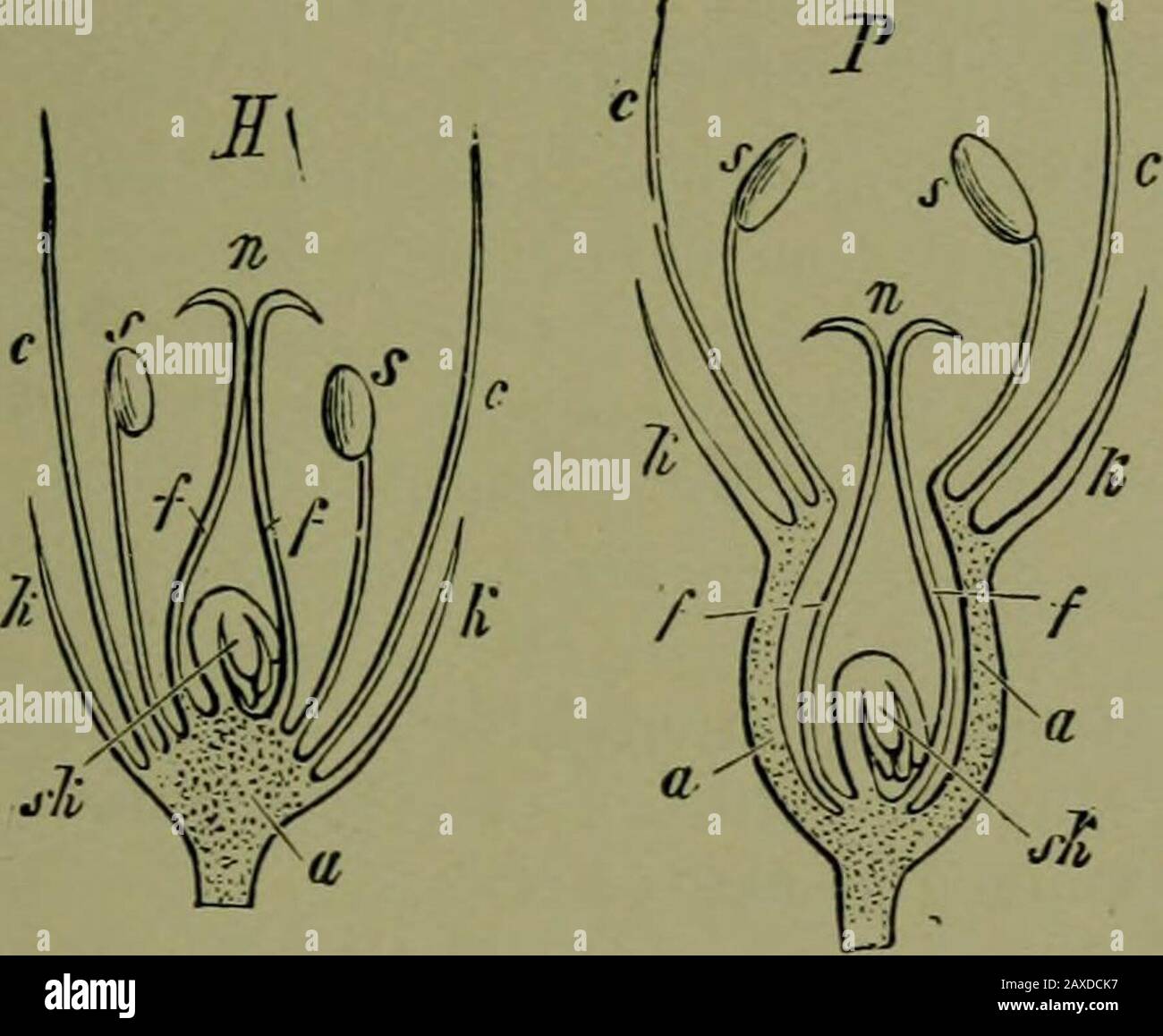Reproductive habits hi-res stock photography and images - Alamy