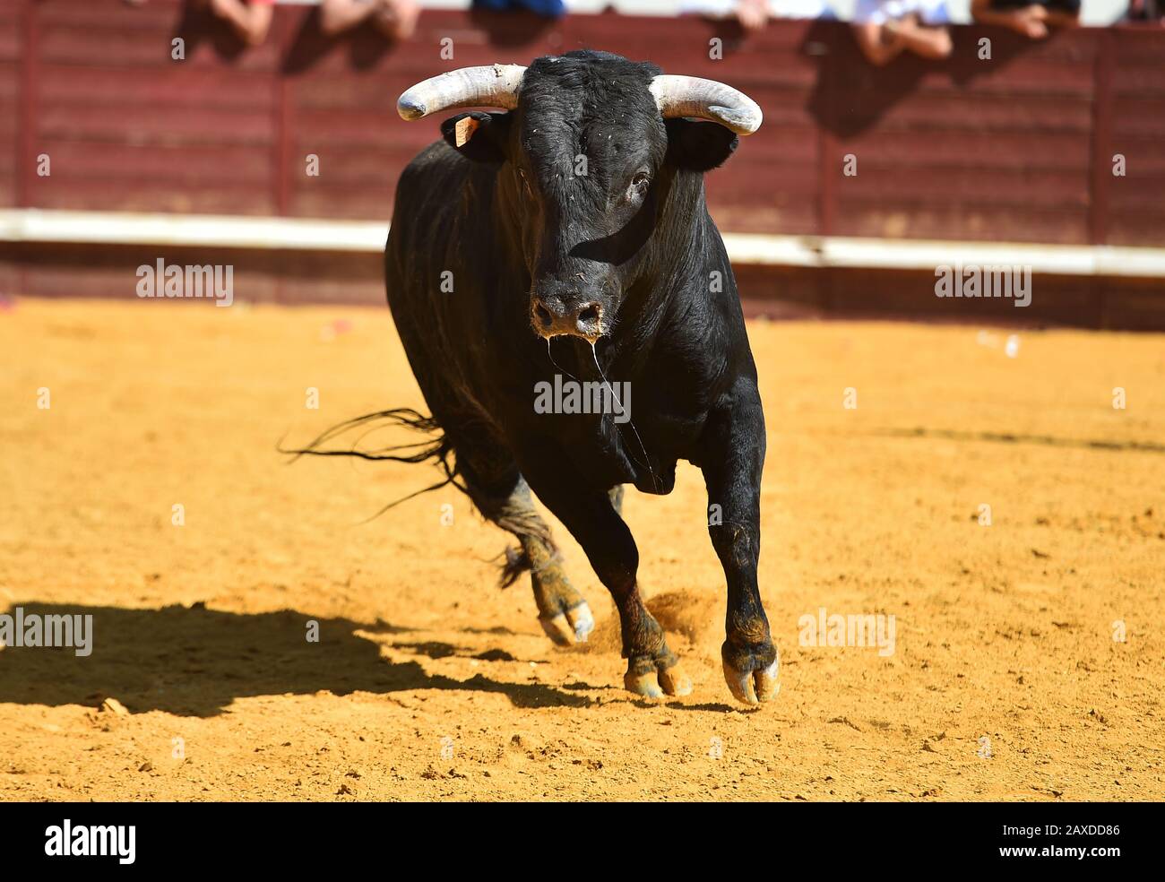 a powerful bull in spanish bullring Stock Photo - Alamy