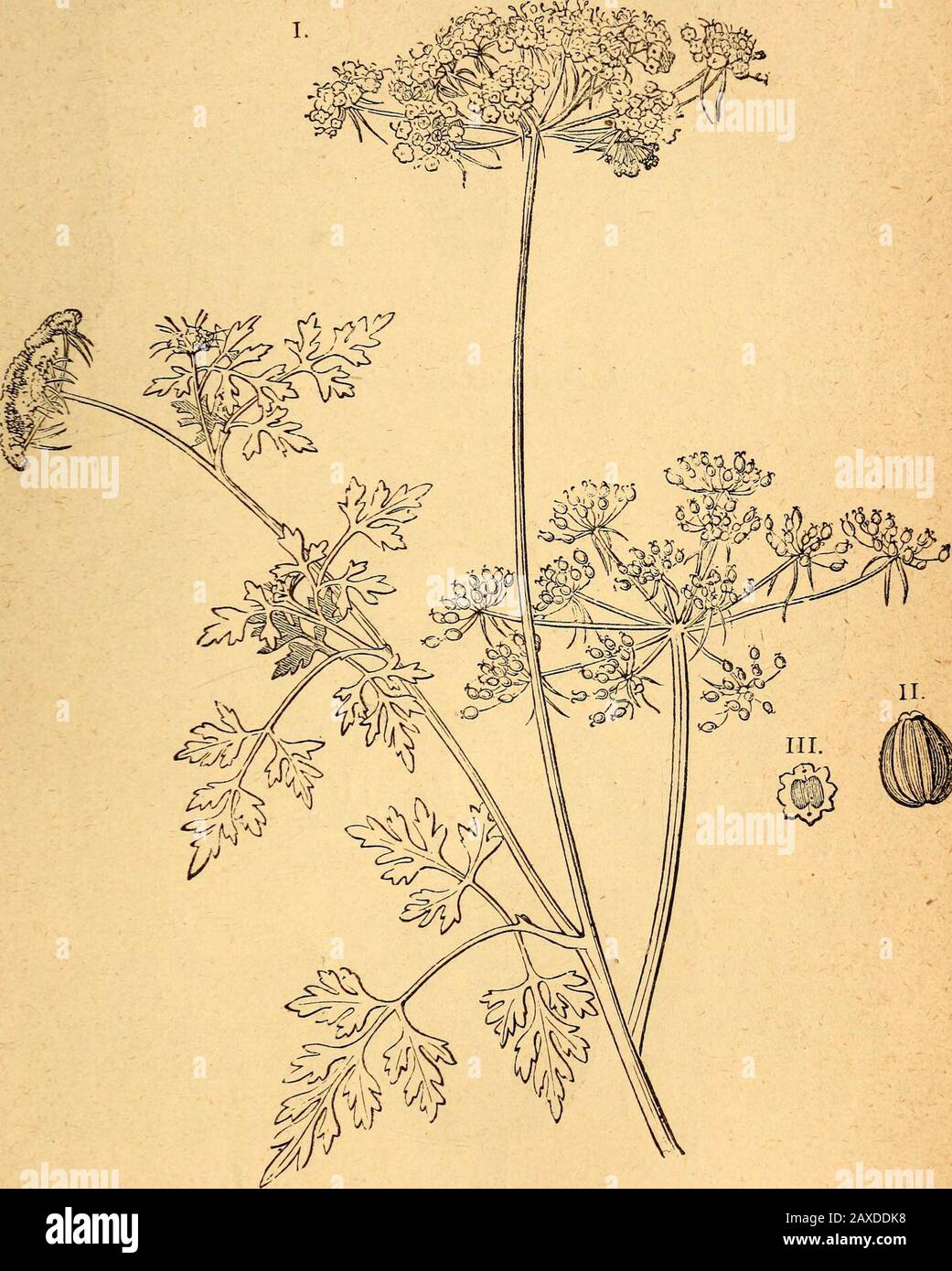 Jointed stem hi-res stock photography and images - Alamy