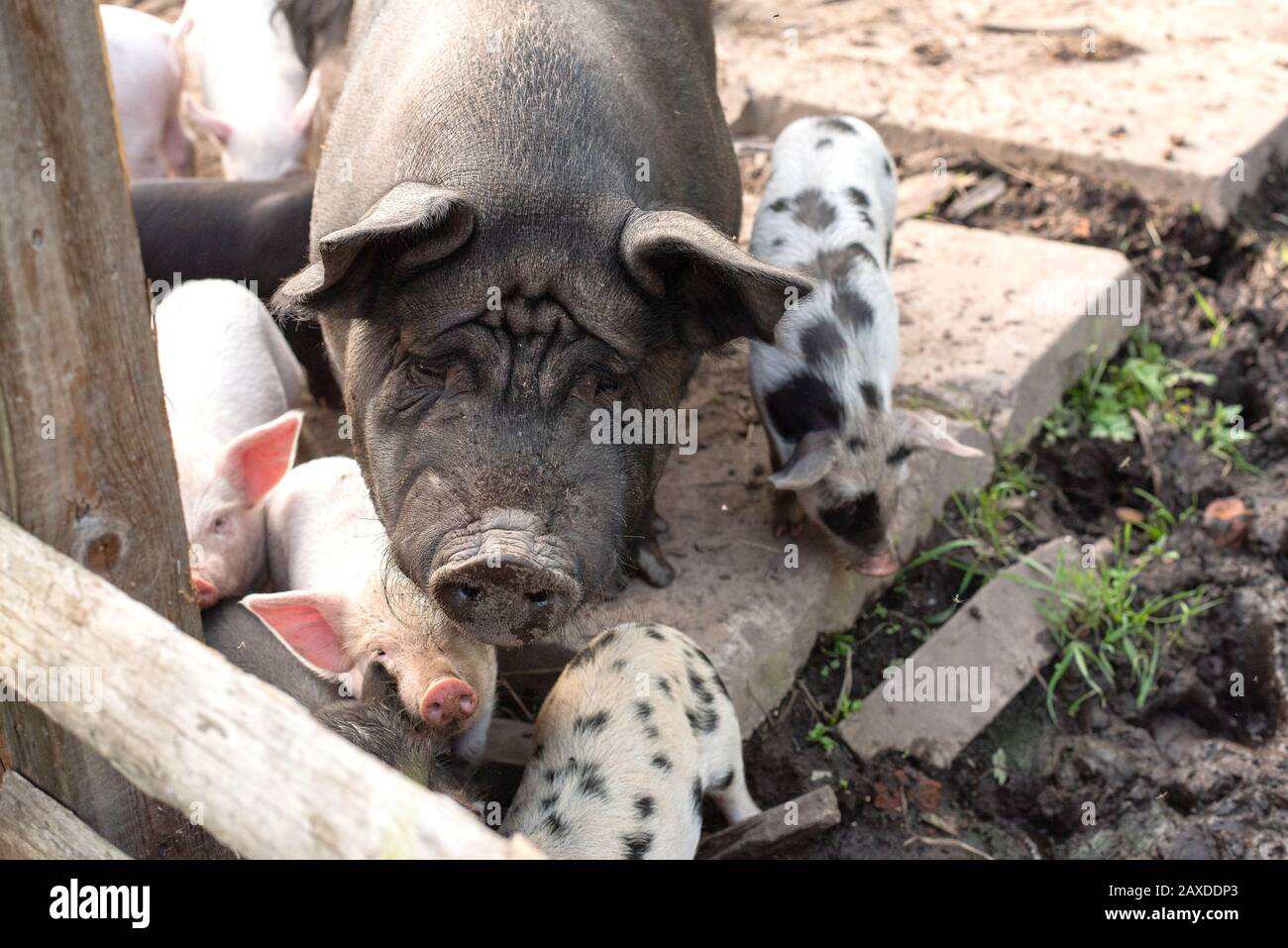 Black sow on a home farm. With piglets. With a sad face Stock Photo - Alamy