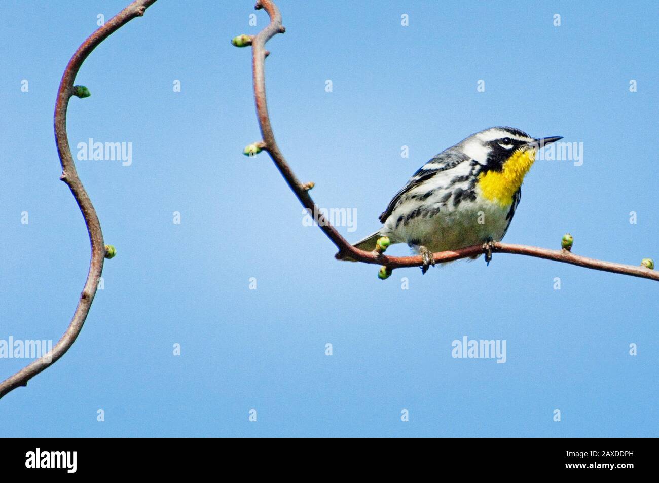 Yellow-throated warbler during spring migration Stock Photo - Alamy