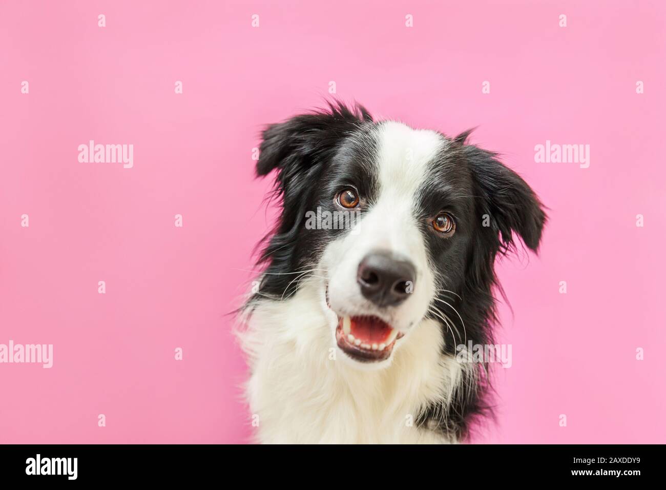 Funny studio portrait of cute smiling puppy dog border collie isolated ...