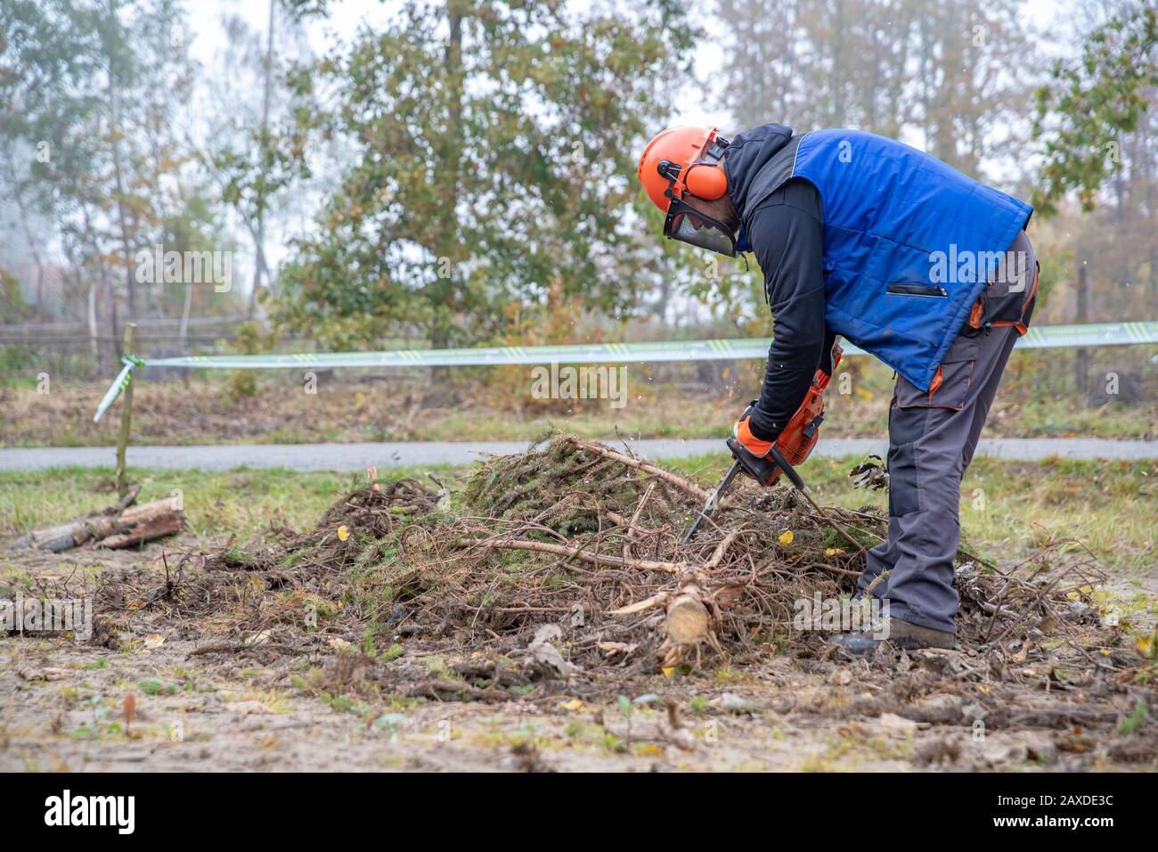 sawing a chainsaw tree while working in the forest Stock Photo - Alamy