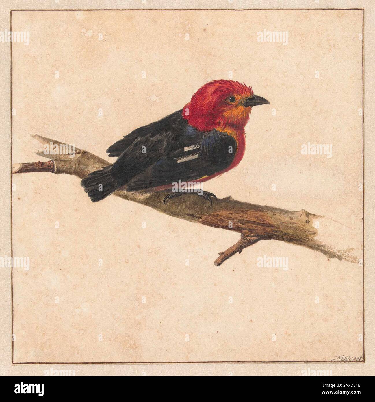 Surinaamse hi-res stock photography and images - Alamy