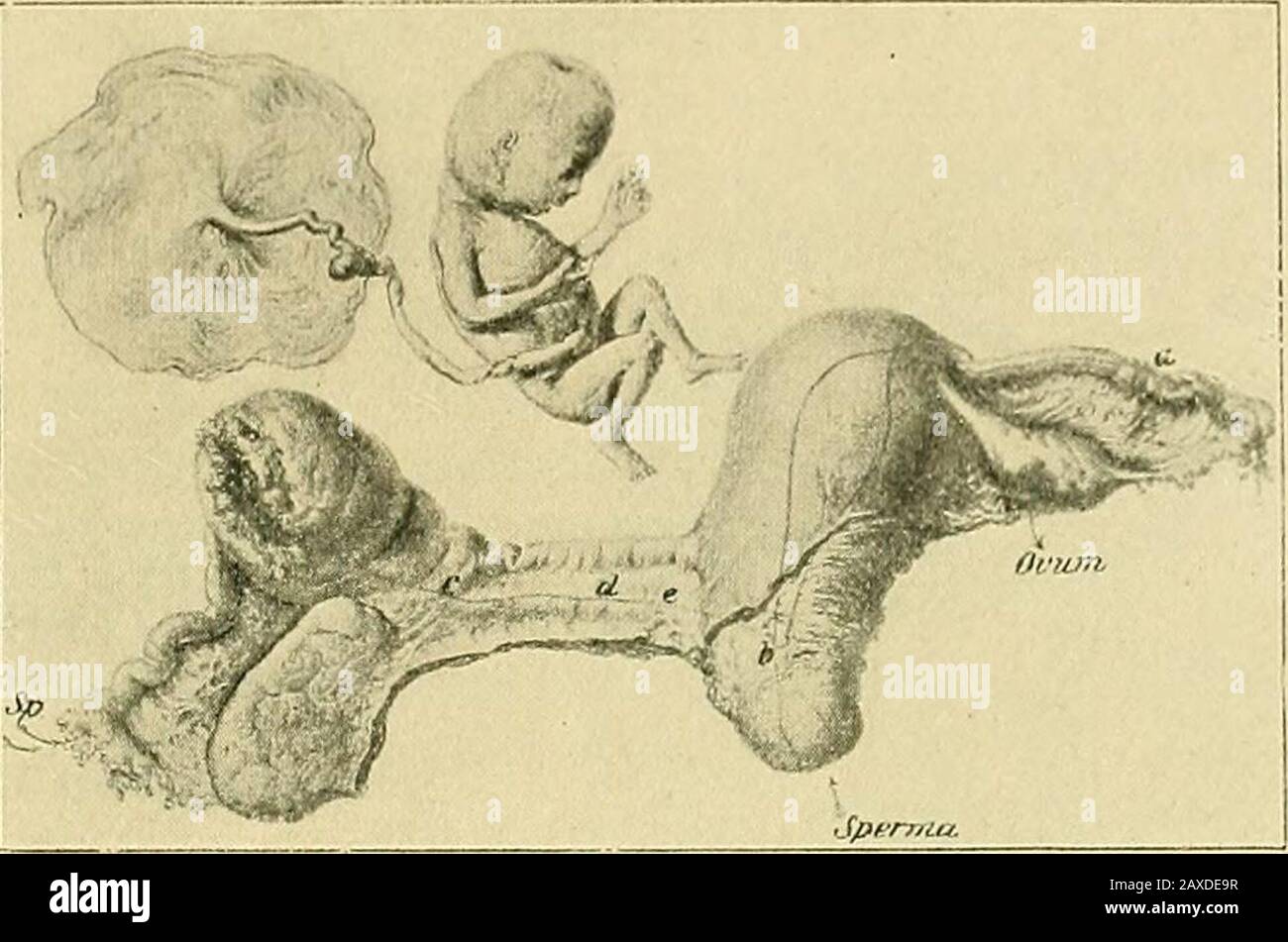 The practice of obstetrics, designed for the use of students and ...