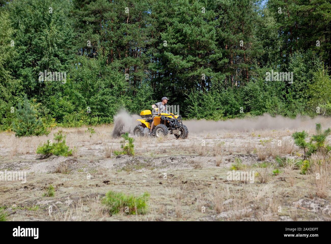 Man riding a yellow quad ATV all terrain vehicle on a sandy forest ...