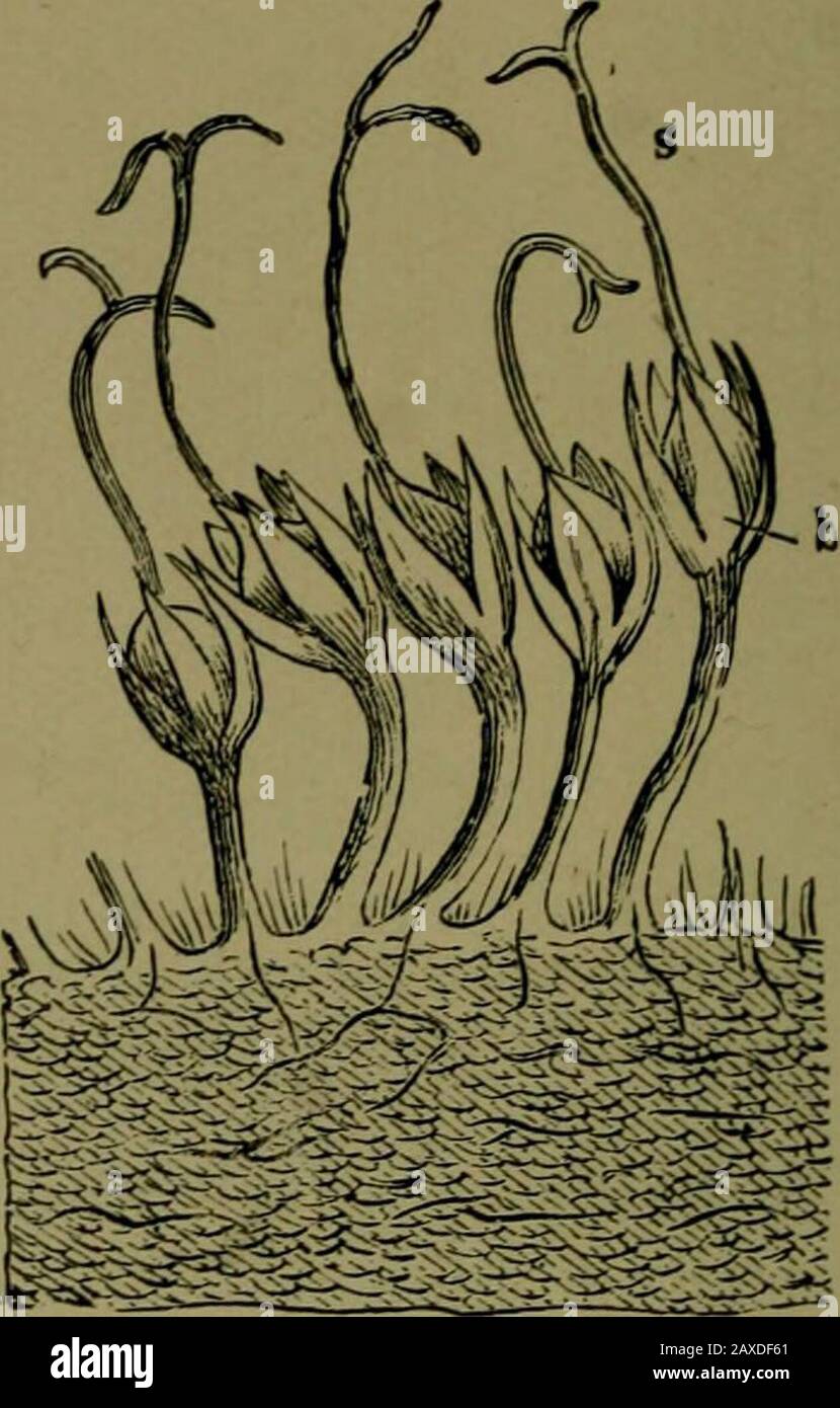 Hypanthodium hi-res stock photography and images - Alamy