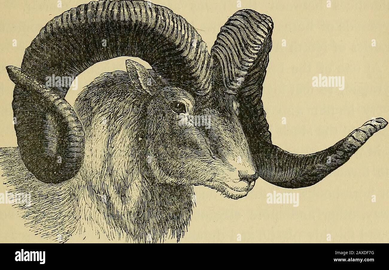 Tame ox hi-res stock photography and images - Alamy